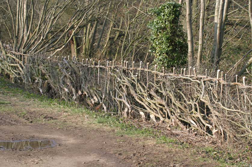 Britain's Hedges & Hedgerows | Britain Visitor - Travel Guide To Britain